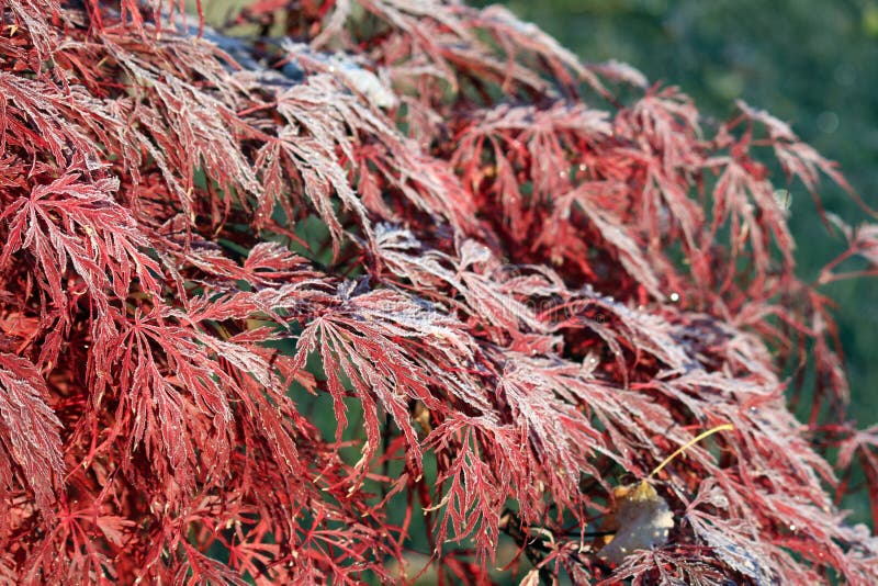 Red Japanese Maple Leaves Covered in a Light Frost Stock Photo - Image ...