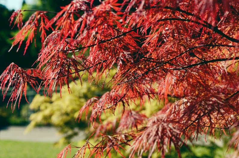Red Japanese Maple Leaves Filled by Bright Sunlight. Stock Image ...