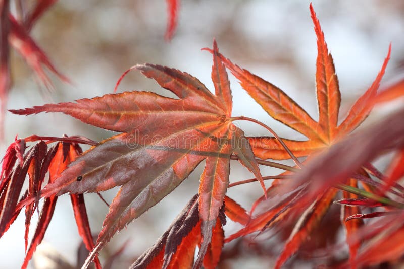 Red japanese maple leaves stock photo. Image of garden - 39634468