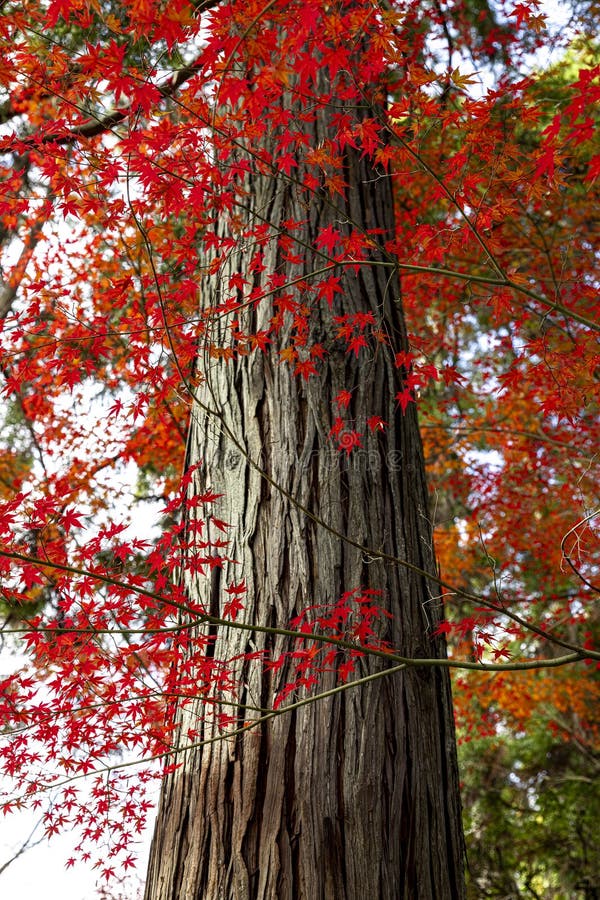 Red Japanese Maple Leaves and Tree Trunk Stock Image - Image of ...