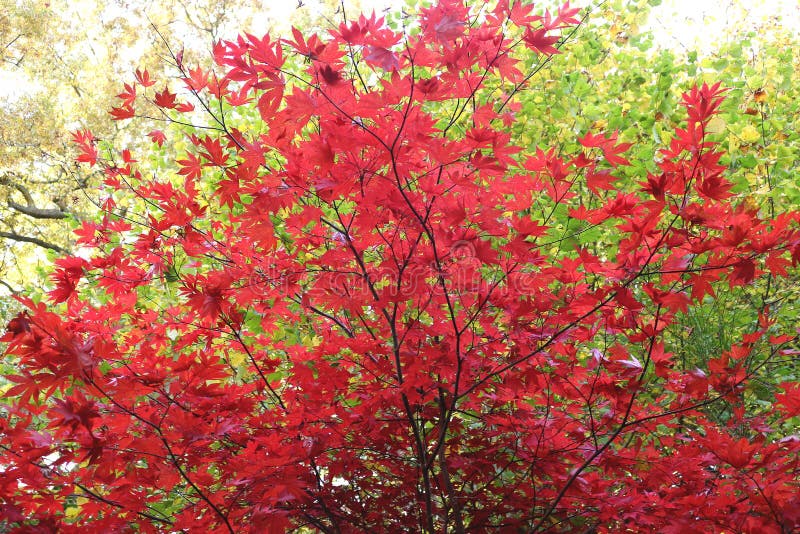Red Japanese Maple Tree stock image. Image of landscape - 108050157