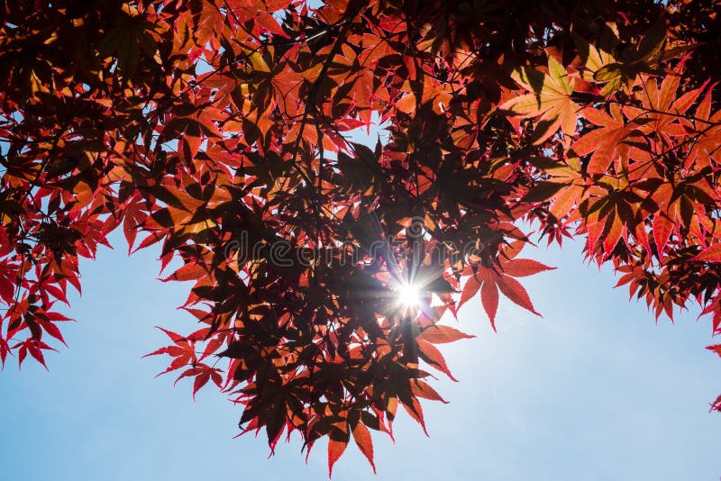 Red Japanese Maple Tree stock image. Image of season - 42152987