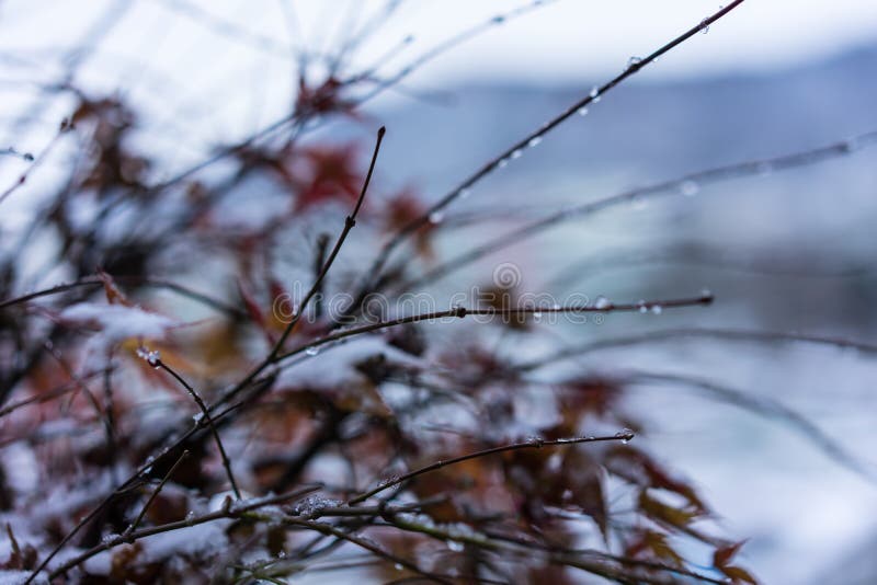 Red Japanese Maple Tree Covered in Snow Stock Photo - Image of frozen ...