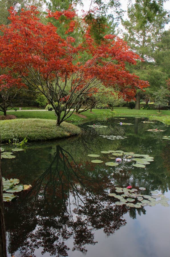 Red Japanese Maple Tree stock image. Image of lily, maple - 102048399