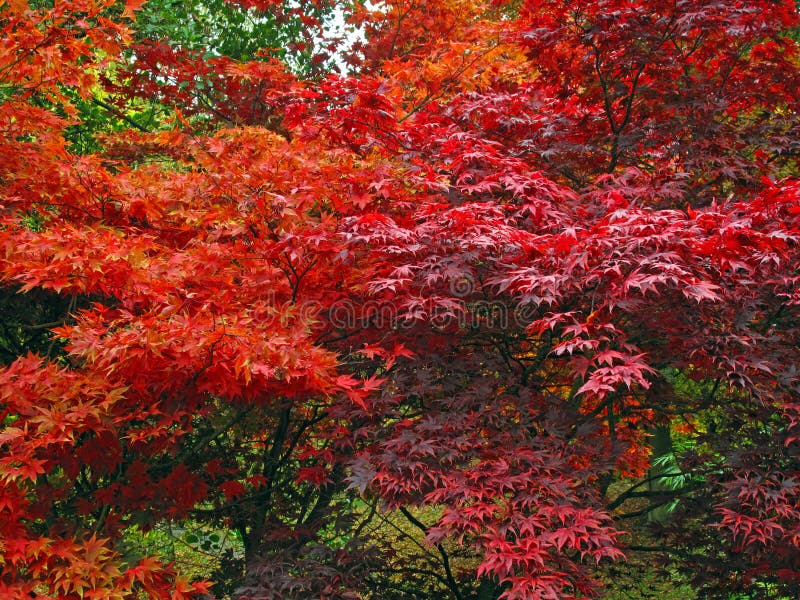 Red Japanese Maple Tree. stock photo. Image of fall, nature - 56541240