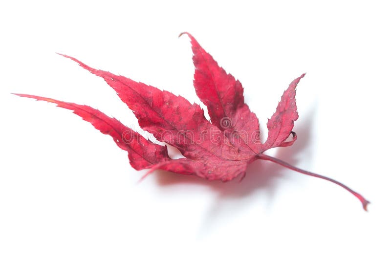 Red Japanese Maple Tree Leaf Stock Photo - Image of natural, isolated ...