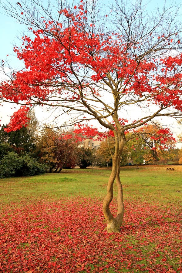 Red, Japanese Maple Tree in the Park Stock Photo - Image of golden ...