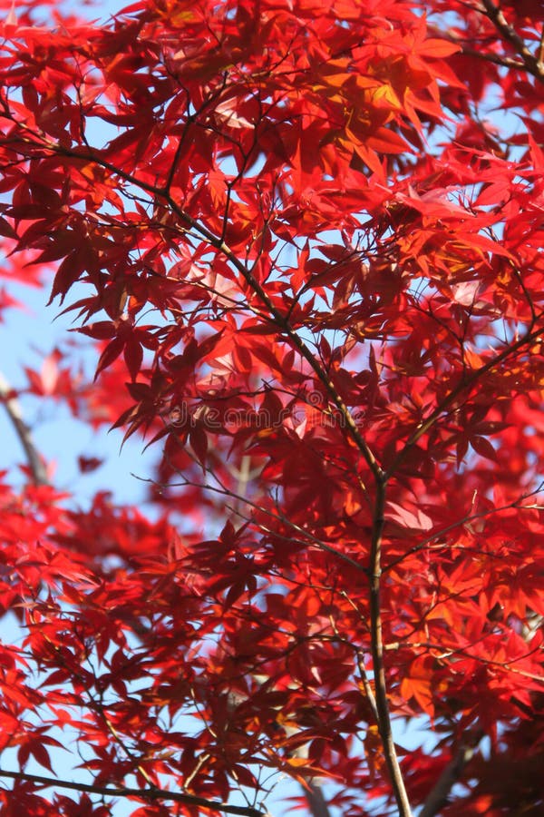 Red Japanese Maple tree stock image. Image of collage - 134566369