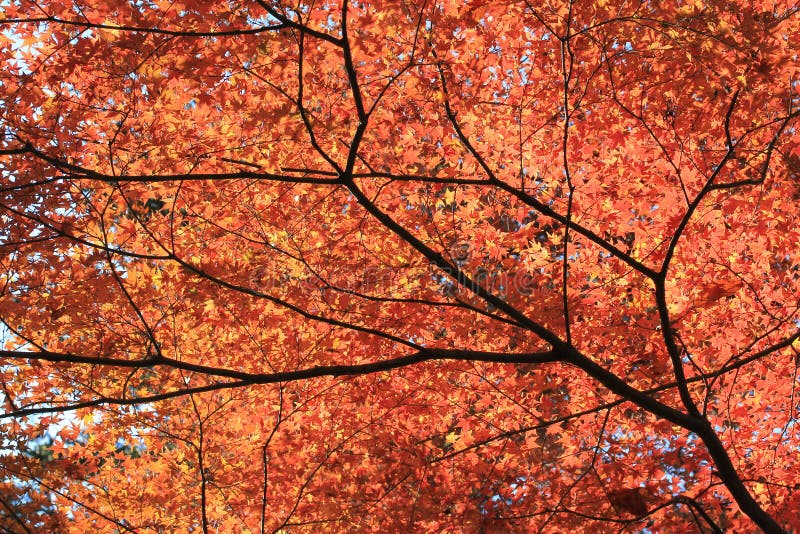 Momiji, Japanese Maple Colors Stock Image - Image of autumn, scene ...