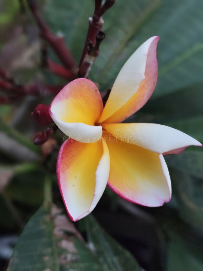 Japun Flower Stock Photos - Free & Royalty-Free Stock Photos from ...