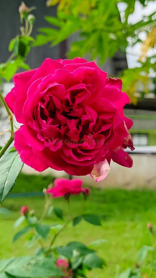 Red Jasmine Roses are Blooming in the Garden Stock Image - Image of ...