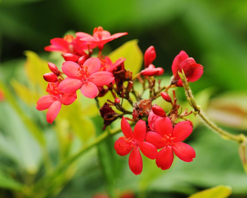 Red Jatropha Integerrima Flower, Peregrina or Spicy Jatropha Stock ...
