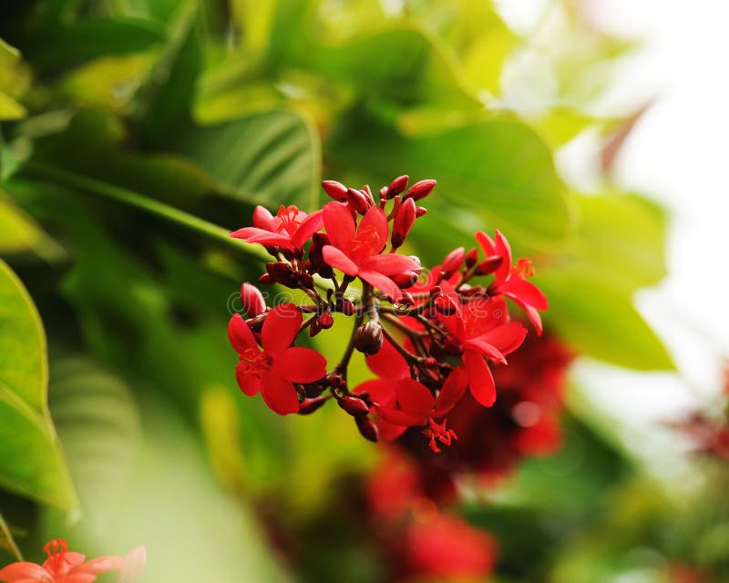 Red Jatropha Integerrima Flower, Peregrina or Spicy Jatropha Stock ...