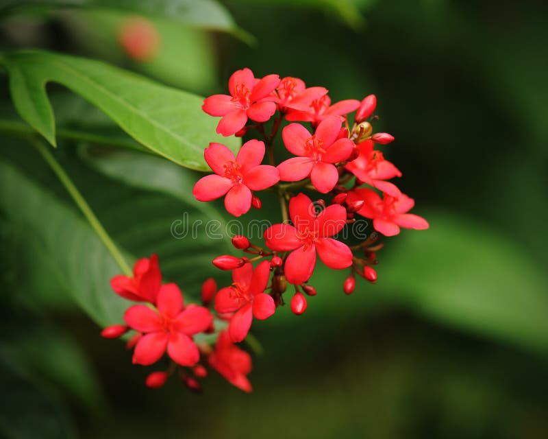 Red Jatropha Integerrima Flower, Peregrina or Spicy Jatropha Stock ...