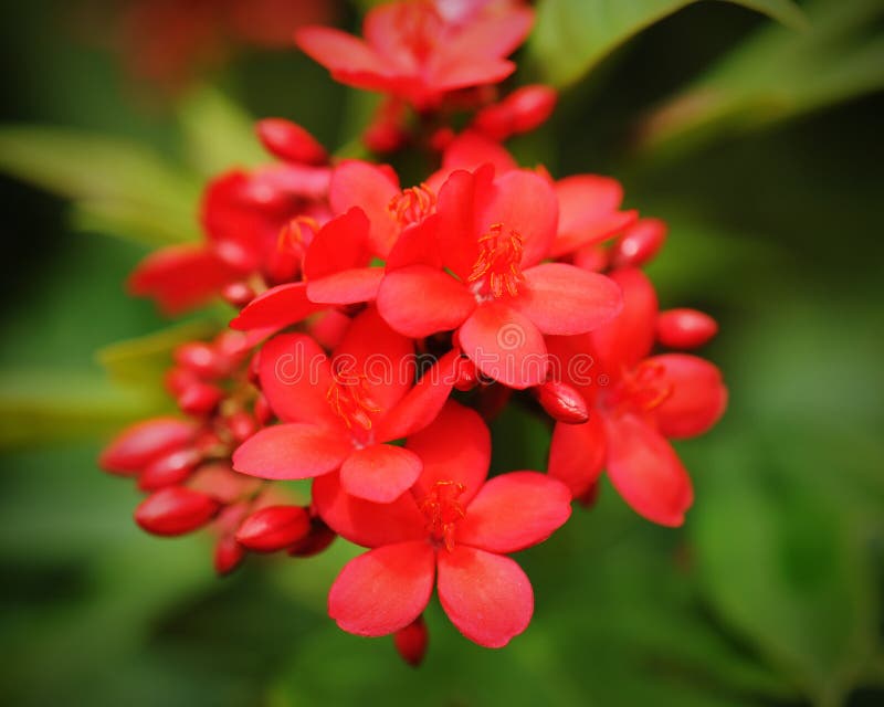 Red Jatropha Integerrima Flower, Peregrina or Spicy Jatropha Stock ...