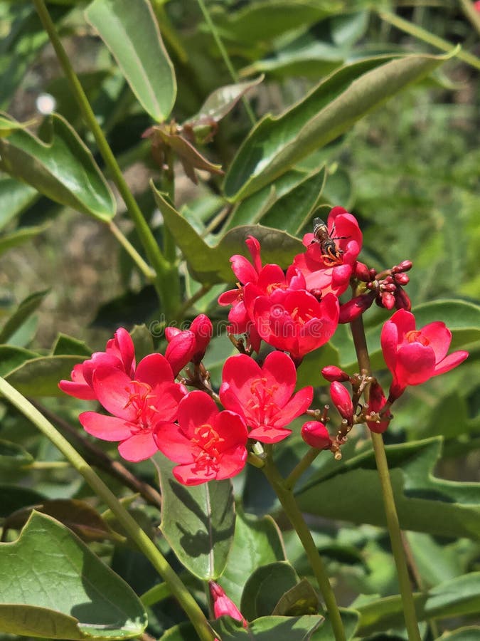 Red Jatropha Integerrima Flowers in the Garden Stock Image - Image of ...