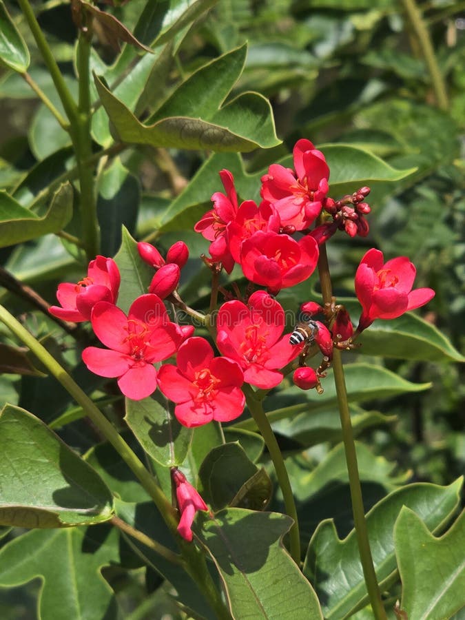 Red Jatropha Integerrima Flowers in the Garden Stock Image - Image of ...