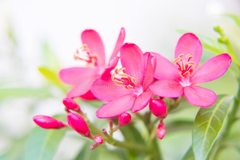 Red Jatropha Integerrima or Integrileaf Jatropha, Spicy Jatropha ...