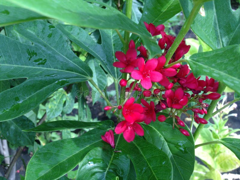 Red Jatropha Integerrima Jacq. Stock Photo - Image of fresh, garden ...