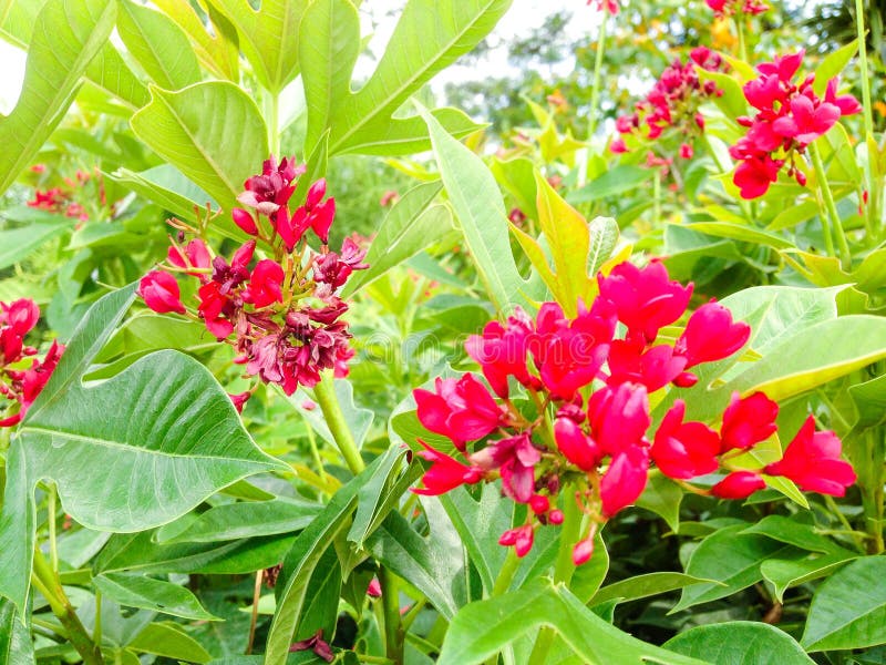 1,286 Red Jatropha Stock Photos - Free & Royalty-Free Stock Photos from ...