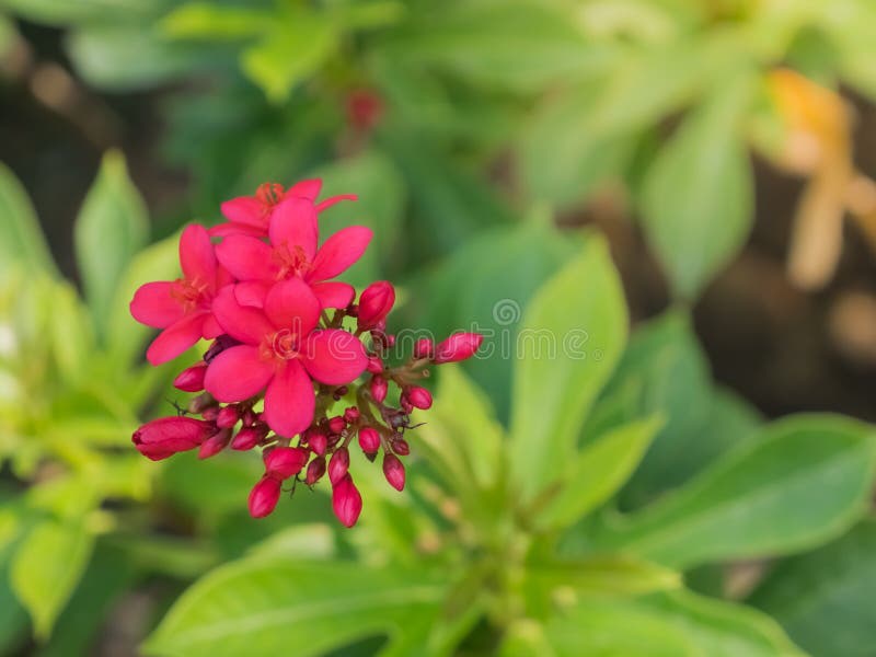 Red Jatropha Integerrima or Spicy Jatropha in the Garden, Flower ...