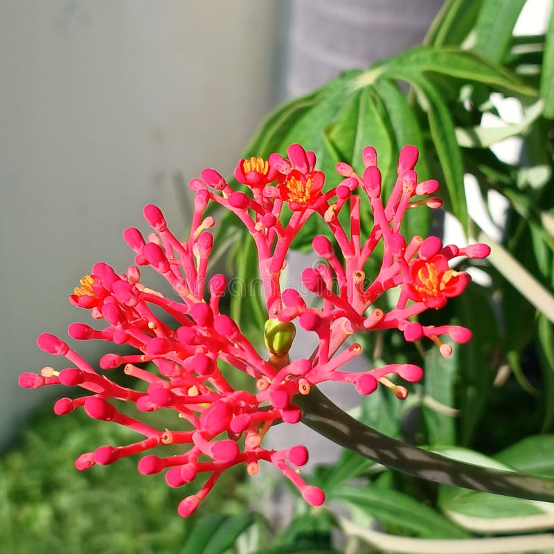 A red jatropha multifida stock image. Image of blossom - 269857365