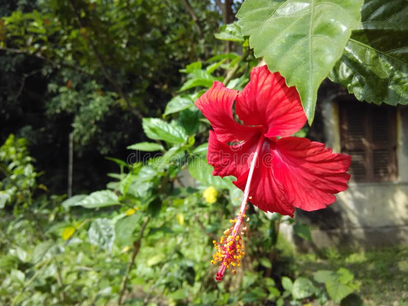 Red Java Flower stock image. Image of power, outside - 110408373