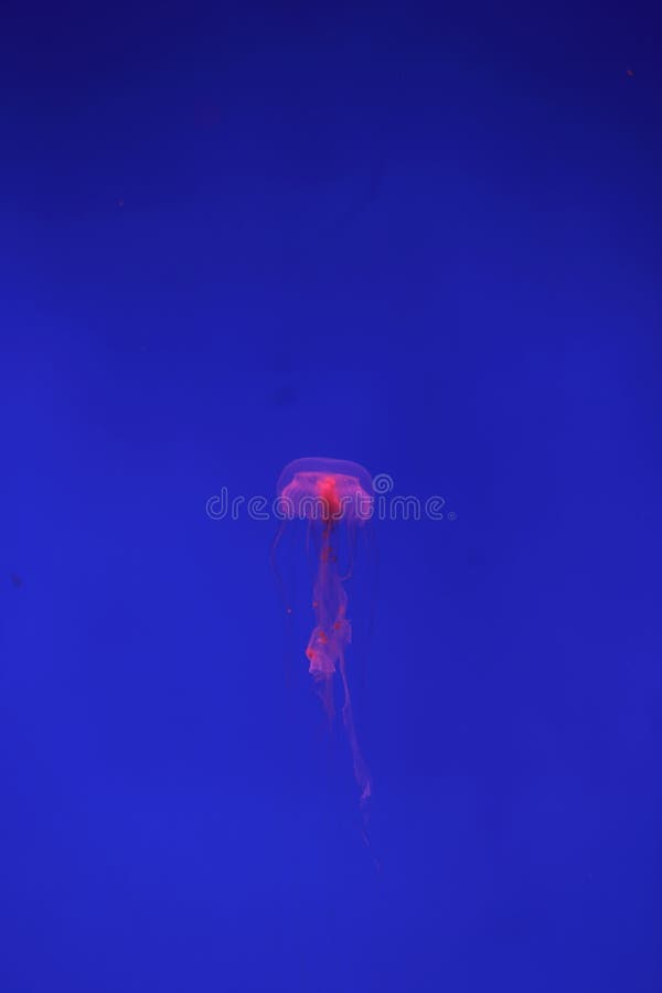 Red jellyfish stock image. Image of aquarium, plankton - 85177609