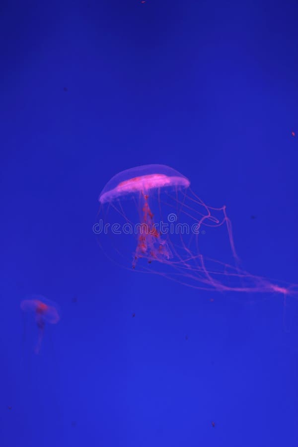 Red jellyfish stock image. Image of aquarium, plankton - 85180623