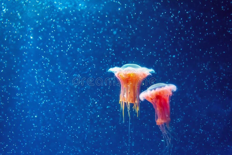 Red Jellyfish among Deep Sea Cold Waters and Bubbles, Microcosm Stock ...