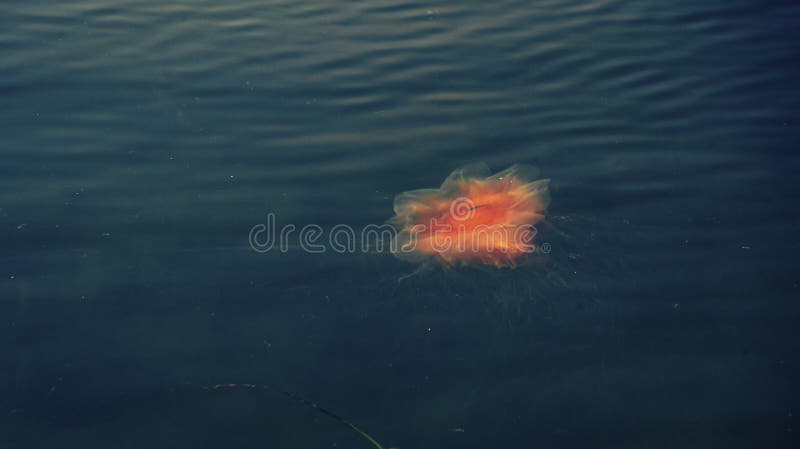 Red Jellyfish on the Seawater Surface Stock Photo - Image of ...