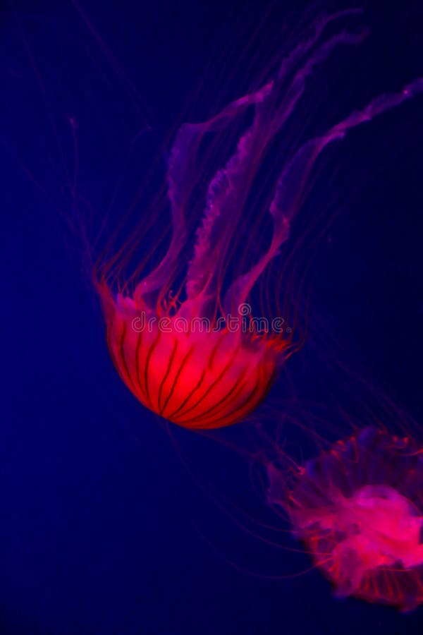 Red Jellyfish stock image. Image of peaceful, glowing - 110539641