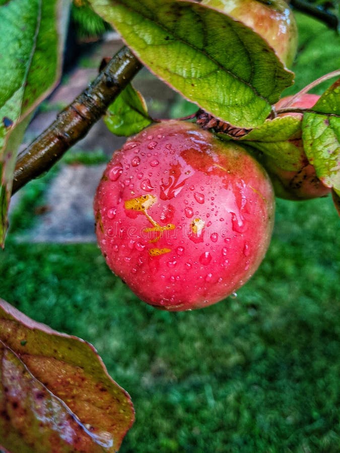 Red juicy apple stock photo. Image of food, orchard - 194638492