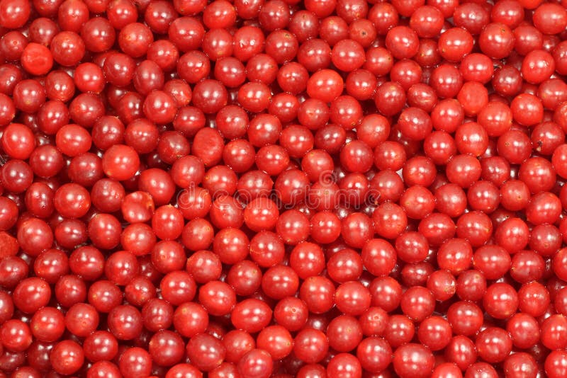 Red juicy berry stock image. Image of juicy, vitamins - 34522529