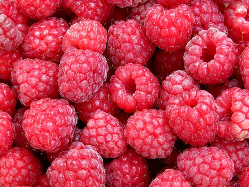 Red Juicy Raspberries Fill Background . Macro. Stock Photo - Image of ...