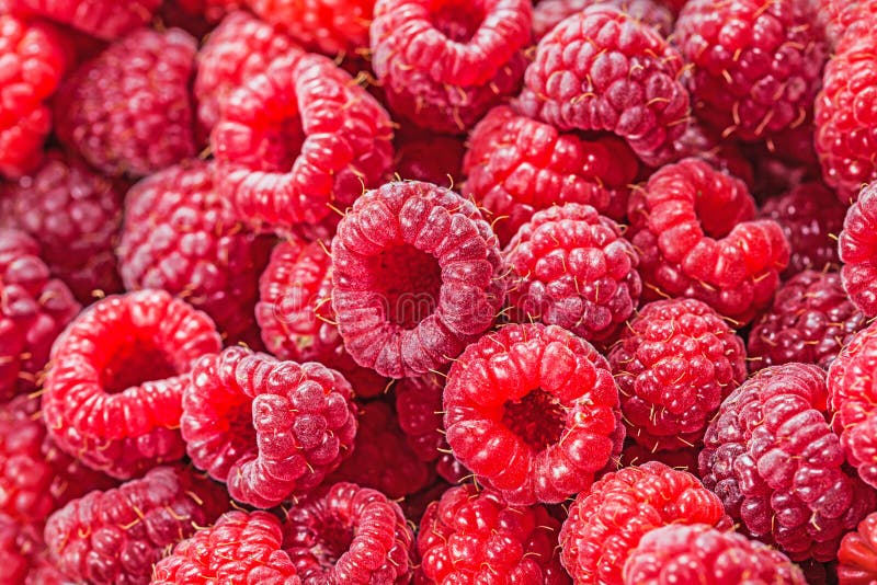 Red Juicy Raspberry Healthy Food Concept Stock Image - Image of food ...