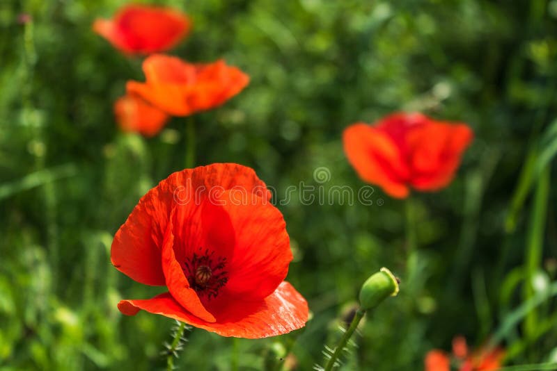 Red of july stock image. Image of closeup, sunlight - 152560671