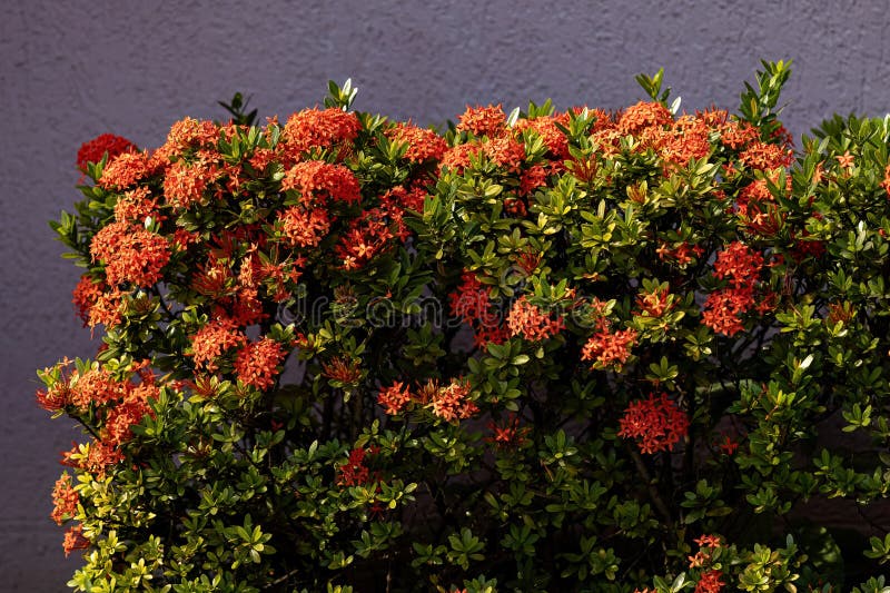 Red Jungle Flame Plant Flower Stock Photo - Image of nature, jungle ...