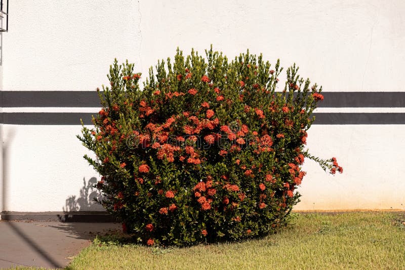 Red Jungle Flame Plant Flower Stock Image - Image of petal, color ...