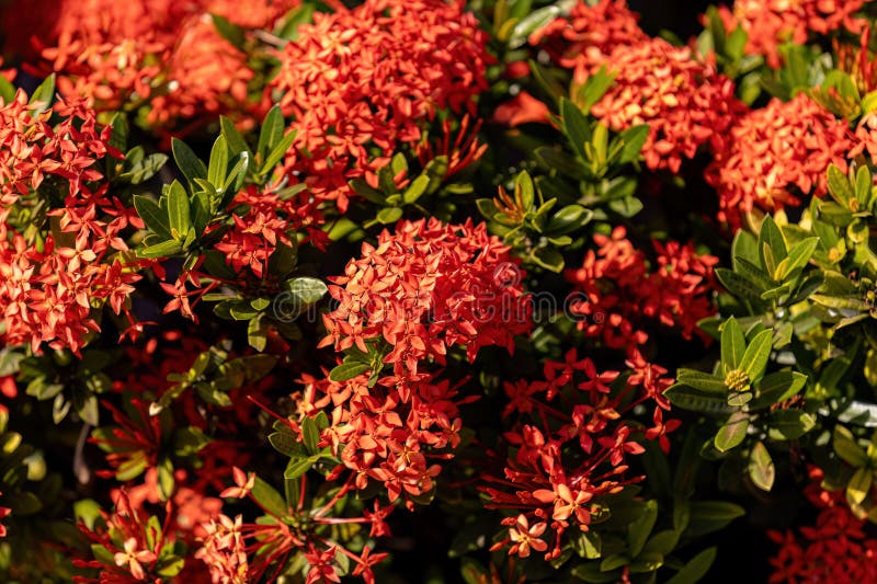Red Jungle Flame Plant Flower Stock Image - Image of jungle, leaf ...