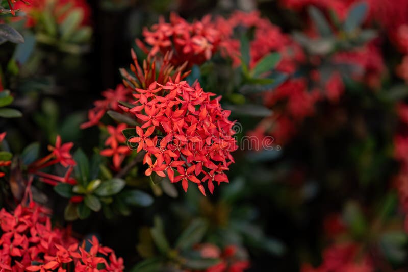 Red Jungle Flame Plant Flower Stock Image - Image of natural, flower ...