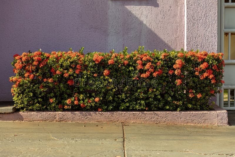 Red Jungle Flame Plant Flower Stock Image - Image of bloom, chinese ...