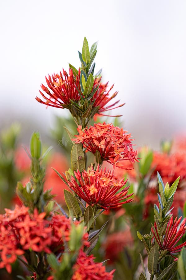 Red Jungle Flame Plant Flower Stock Image - Image of coccinea, colorful ...