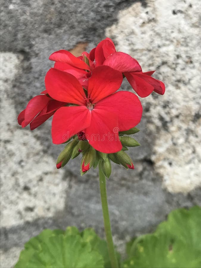 Red Jungle Flower Beautiful Lavender Stock Image - Image of pink ...