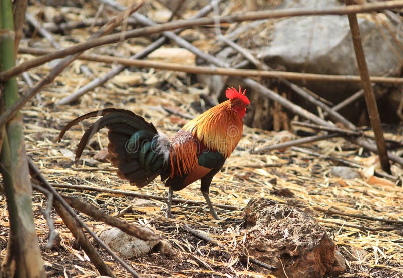 Red jungle fowl stock photo. Image of start, wildlife - 42932444