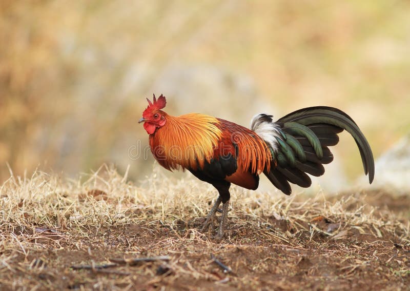 Red jungle fowl stock photo. Image of close, morning - 42933326