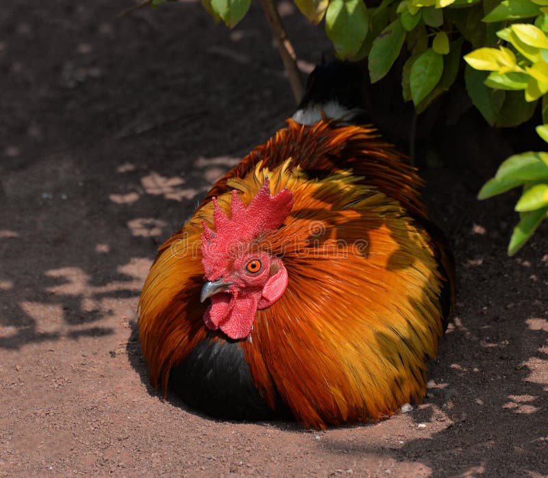 Red Jungle fowl stock image. Image of dawn, fence, bird - 69011165