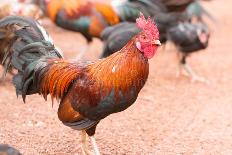 Red jungle fowl stock photo. Image of fowl, colorful - 55916216