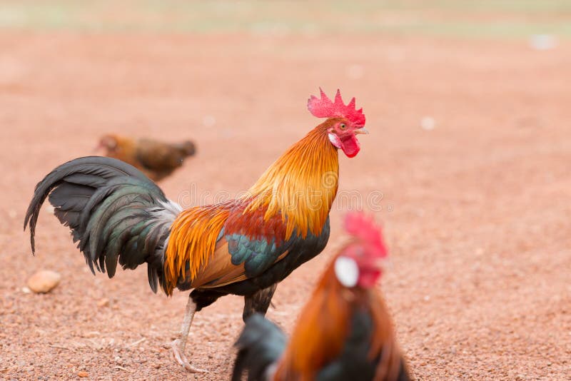Red jungle fowl stock image. Image of animal, bird, avian - 55915203