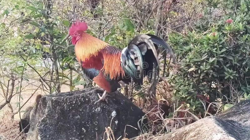 Red Jungle Fowl in Thailand Forest Stock Footage - Video of chick ...